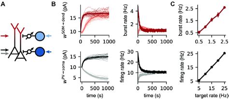 Simultaneous Control Of Somatic And Dendritic Activity A The Somatic