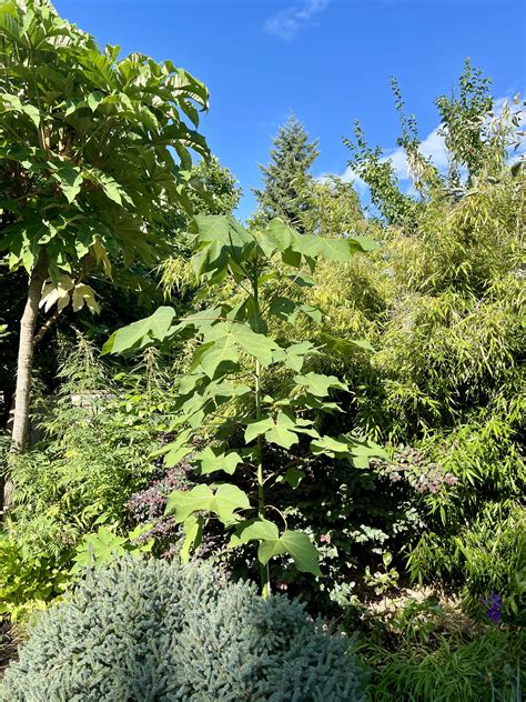 Firmiana Simplex Aka Chinese Parasol Tree Plant Lust