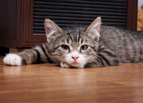 Distinguishing Between Unusual Behavior And Health Concerns In Cats Can