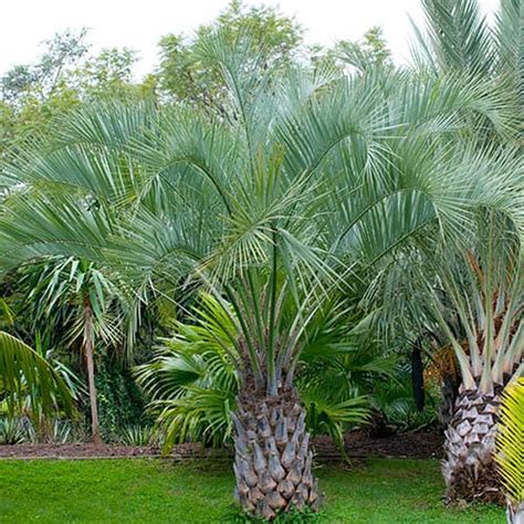 Butia Capitata Jelly Palm Trees Tropical Plant Guy