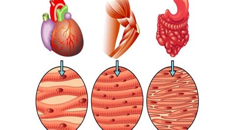 National 5 Specialised Cells And Multicellular Organisms Youtube
