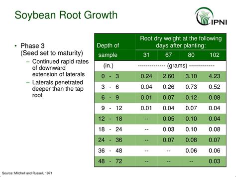 Ppt Phosphorus Nutrition Of Soybean Powerpoint Presentation Free