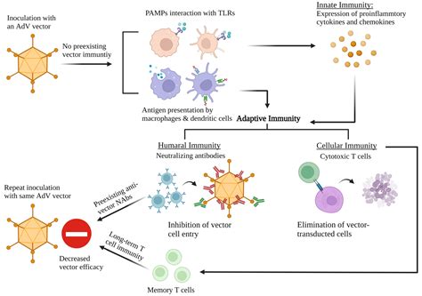 Significance Of Preexisting Vector Immunity And Activation Of Innate