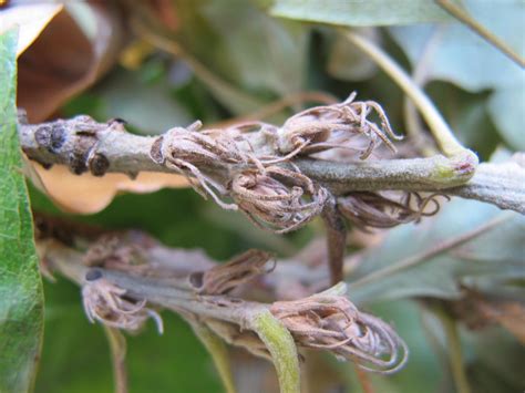 Bomengidsnl Twee Stadseiken Turkse En Hongaarse Eik