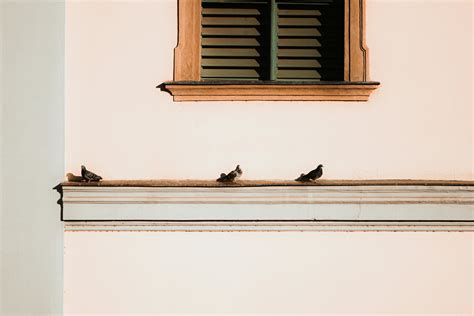 Unknown Animals Photos Download The Best Free Unknown Animals Stock