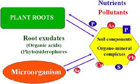 Figure 6 From Biogeochemical Processes At Soil Root Interface