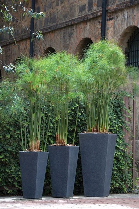 Tall Outdoor Plants For Landscaping Lfmp