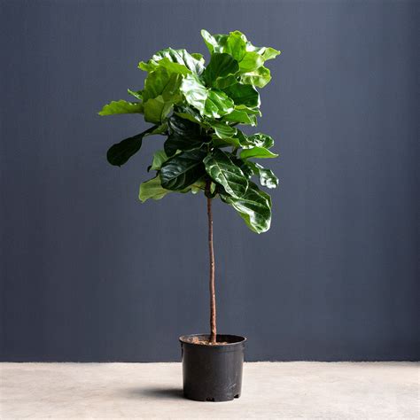 Ficus Lyrata Fiddle Leaf Fig Standard Medium Rolling Greens