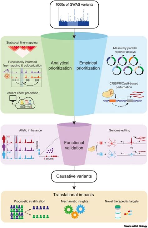 Decoding Polygenic Diseases Advances In Noncoding Variant Prioritization And Validation Trends