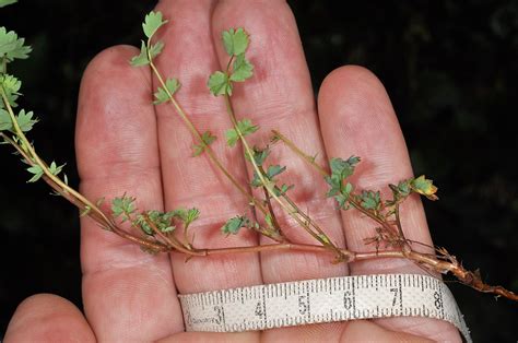 Acaena Fissistipula Rosaceae