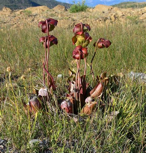 Picture Plant Newfoundlands Provincial Flower In 2024