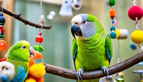 Monk Parakeet Care Guide Tips And Facts