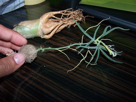 Trochomeria Polymorpha Zambia Gregoriuz Flickr