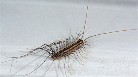 15 Common Bathroom Bugs Identification And Effective Way To Prevent