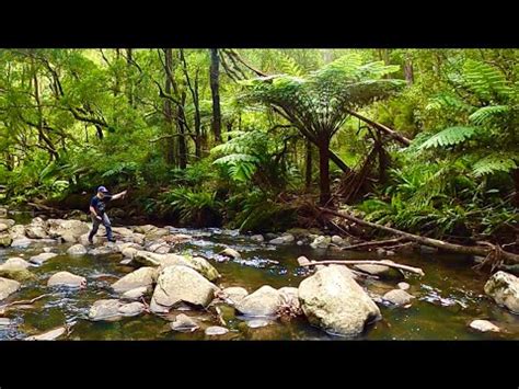 Fly Fishing in the Otways for Wild Brown Trout - YouTube
