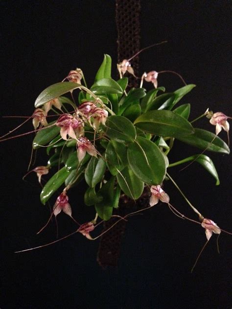 Masdevallia Nidifica New World Orchids