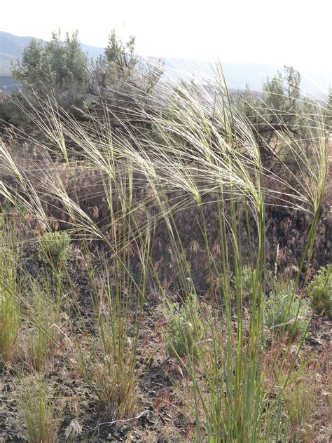 Needle And Thread Grass Cbwnps Native Plant Sale