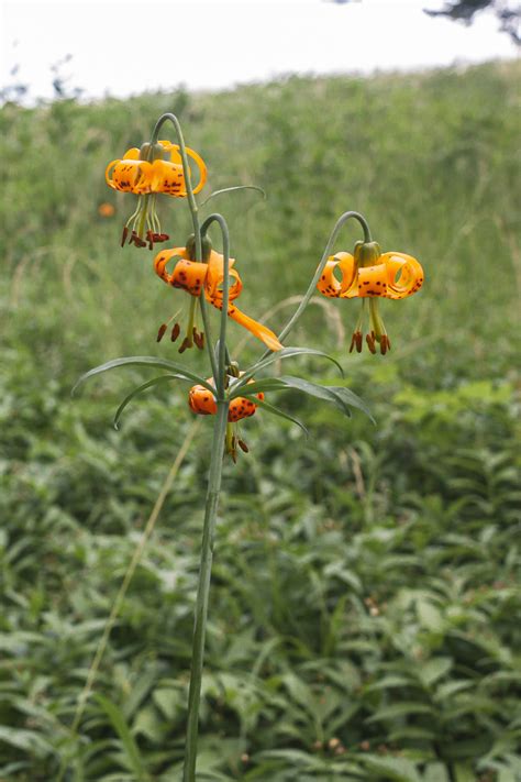 Marys Peak Scenic Botanic Area Siuslaw National Forest — Old Growth Forest Network