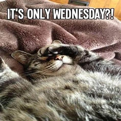 Wednesday Cat Humor