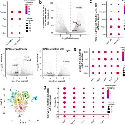 The Proportions Of Cells Expressing Sars Cov 2 Entry Factors Are