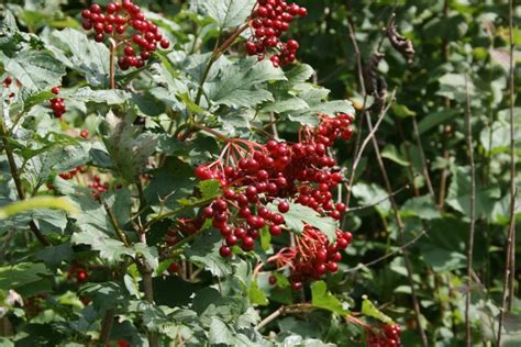 Putinas Paprastasis Lot Viburnum Opulus L Gamtininkaslt