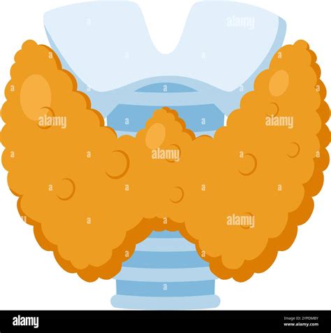 Detailed Illustration Of The Thyroid Gland Highlighting Its Follicular