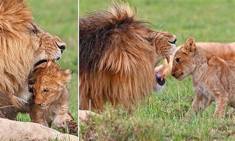 Lion Cubs With Dad
