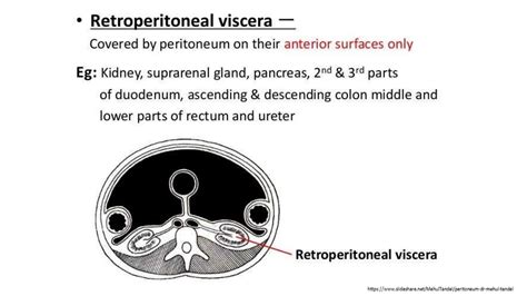 Peritoneumstructure And Function Anatomy Pptx