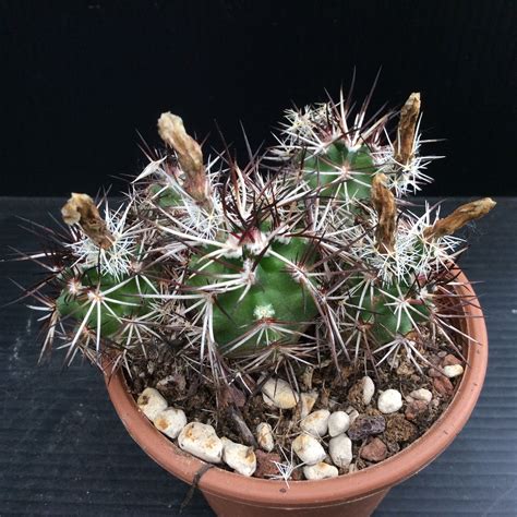 Echinocereus Davisii Sb 426 Loc Brewster Co Tx Cod A706750