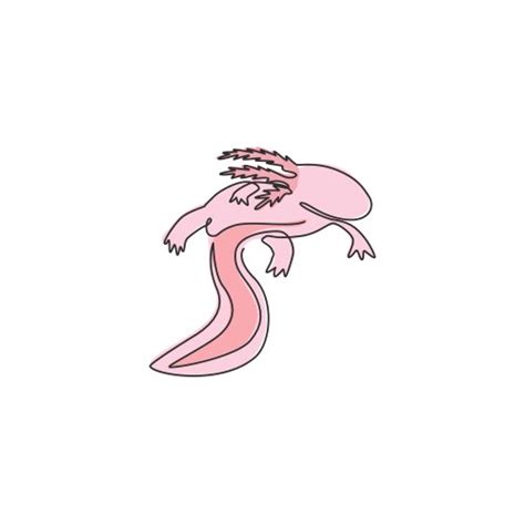 Continuous Line Axolotl Drawing Royalty Free Vector Vectorstock
