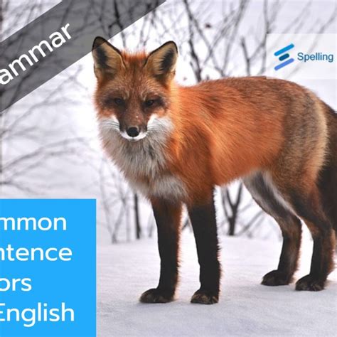 ️ Common Sentence Errors Fragments Run Ons And Misplaced Modifiers Spelling Bee Ninja