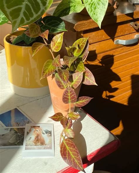 Best Unique Small Leaf Hoya Varieties That Will Fit Everywhere