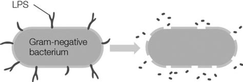 Chapter 10 Host Microbe Interactions And Pathogenesis Flashcards Quizlet