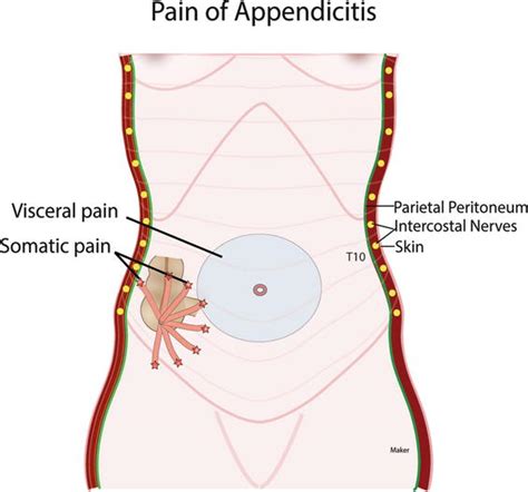 Appendix Basicmedical Key