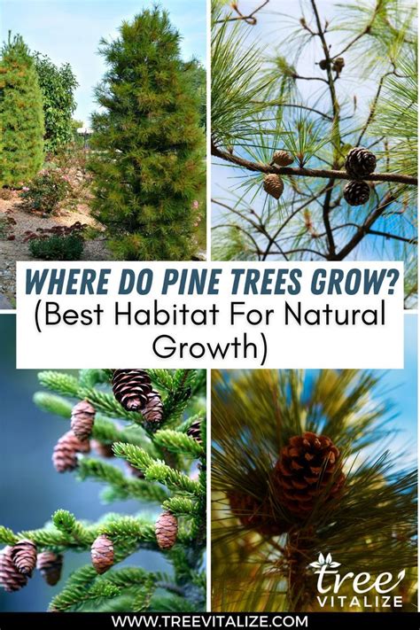 5 Pine Trees That Grow Well In Arkansas Artofit