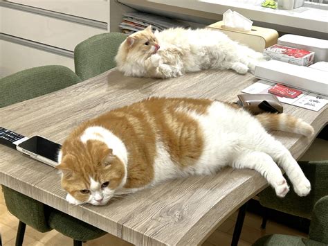 新しい家族と1269日目 ミヌエットむぎまるのにゃんとも言えにゃー日記