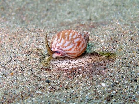 Worms World Register Of Marine Species