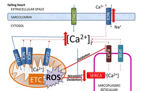 Diagram Of Subcellular Interaction Between Subcellular Calcium Download Scientific Diagram