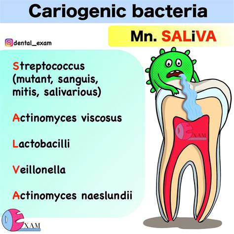 Dental Cariogenic Bacteria Mnemonic Facebook