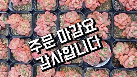 2023년 3월 3일 이쁜다육 착한가격 택배가능 명품배합토 잎꽂이흙 10키로 배송비포함 각 15000원 이천하은다육농장 01053767527 다육식물 다육이판매