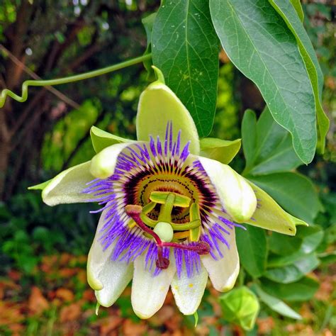 ¿cómo Puede La Passiflora Incarnata L Mejorar Tu Salud Y Bienestar