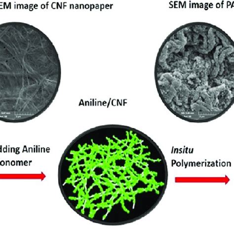 Strategy For The In Situ Polymerization Of Aniline Monomers Onto Download Scientific Diagram