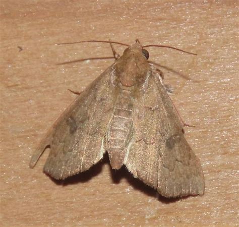 Anomis Luridula Anomis Texana Bugguide Net