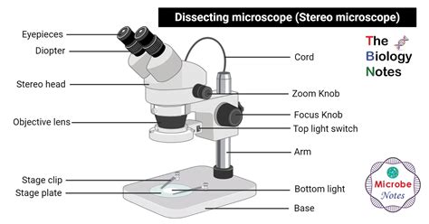 Lab Report Using A Microscope Answer Key 45 Pages Explanation In