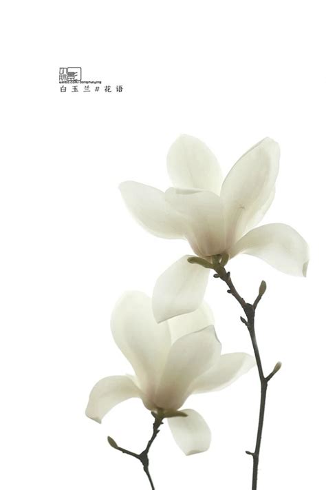 201733 武汉 花语 楼下一株白玉兰 『玉团儿·白玉兰』优昙皓皓终开睫。是窥见、时光掬雪。捻作鸣禽，越人歌里，蓝调天末。 孤音漫斲春冰骨。掞白翮、风生冽冽。辑梦之君，缟衣趺坐，惟等