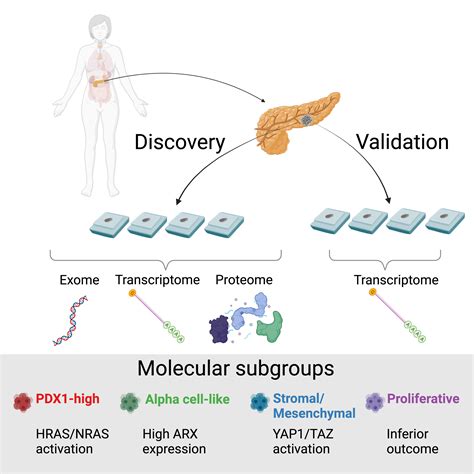 Four New Molecular Subgroups Of Pancreatic Neuroendocrine Neoplasms