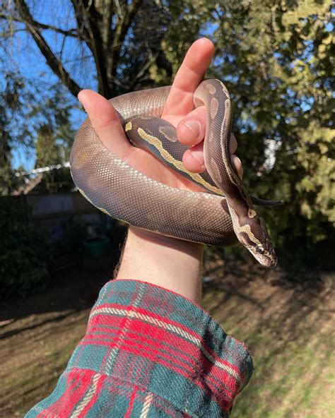 Cascade Critters 🤤😍 Think These Two Are My Favourites In My Collection Such Contrast Between