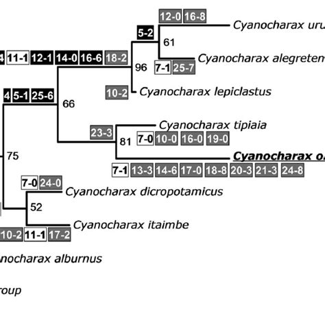 Phylogenetic Tree Obtained From The Mp Analysis Of The 25 Morphological Download Scientific