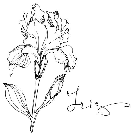 Iris Flower Drawing