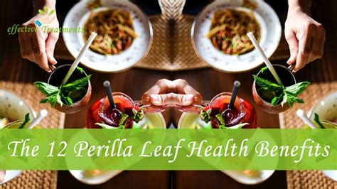 The 12 Crucial Perilla Leaves Health Benefits For Your Body